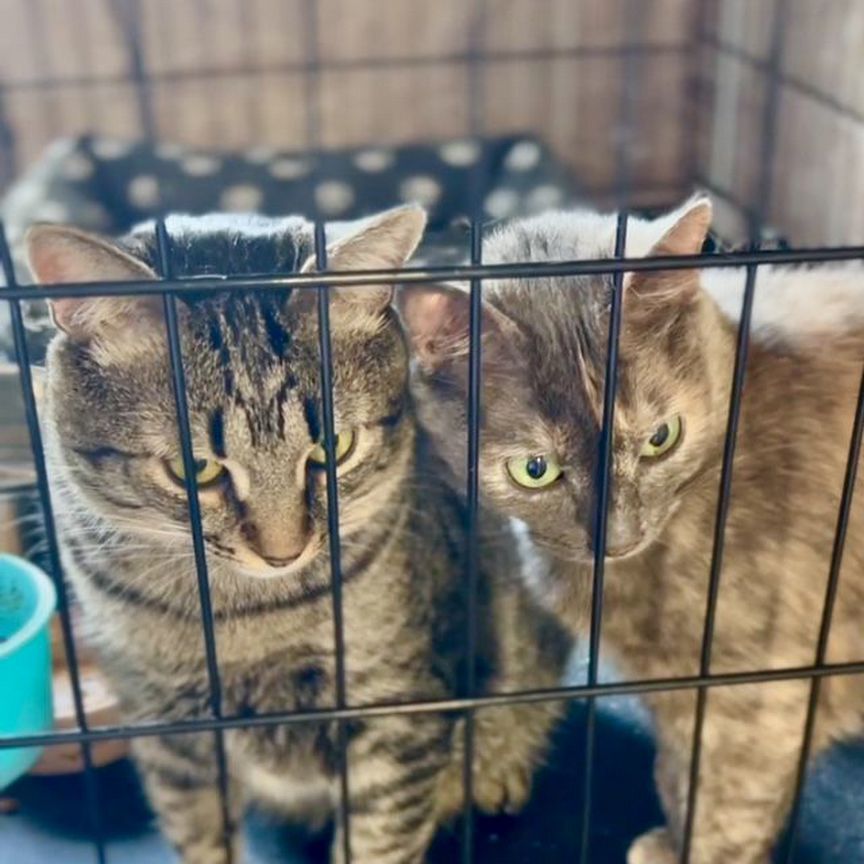 Осиротевшие кот и кошка в ожидании чуда