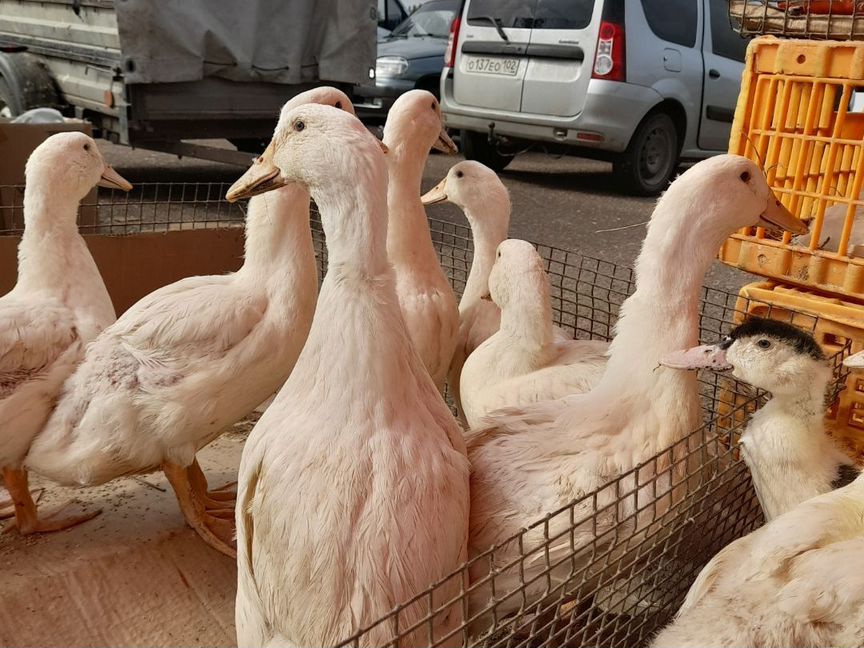 Гуси 45 дней уральские белые,крупносерые,холмогоры