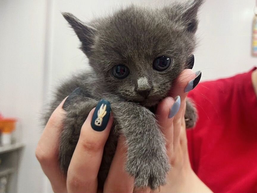 Серый дымчатый котенок в добрые руки