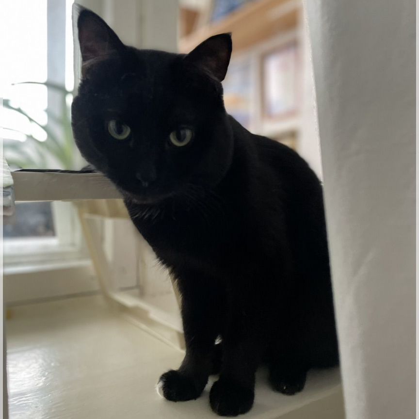 Взрослый кот, вязка