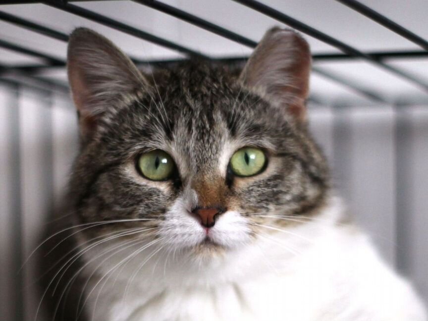 Кошки из приюта: малышка Липа