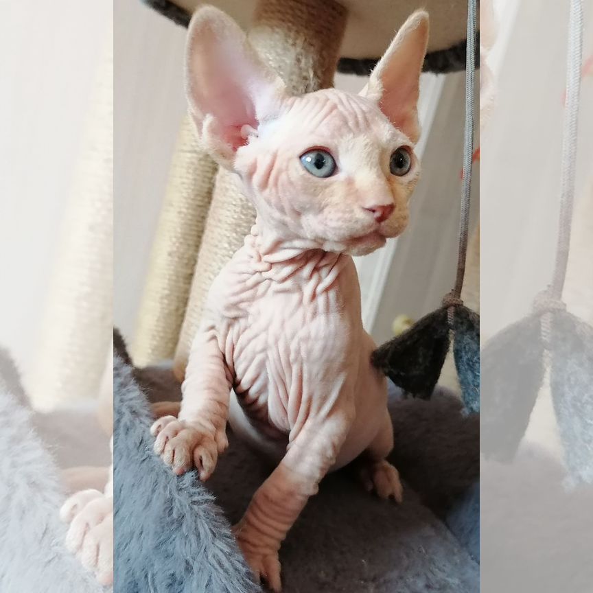 Канадский сфинкс котёнок