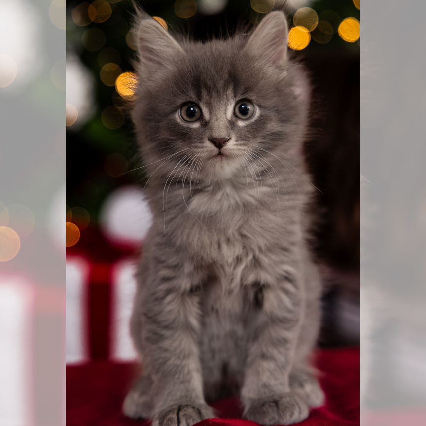 Котёнок от частного владельца