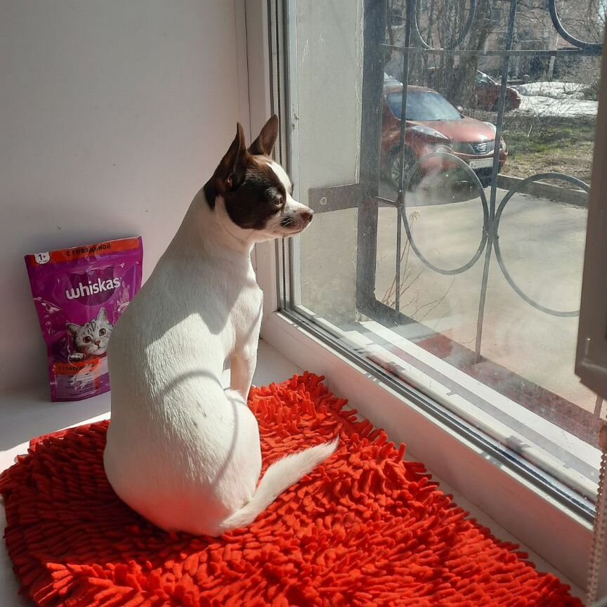 Чихуахуа, взрослая собака