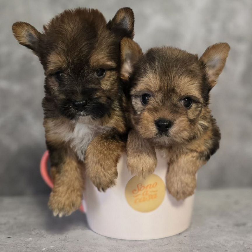 Йоркширский терьер, щенок