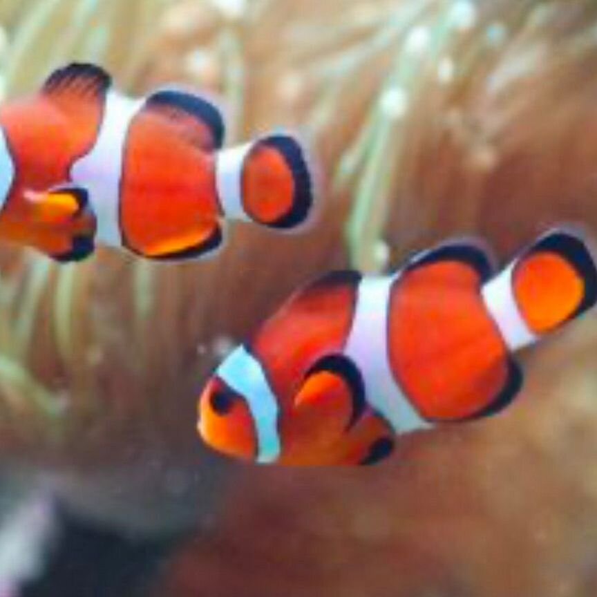 Рыба клоун (пара)