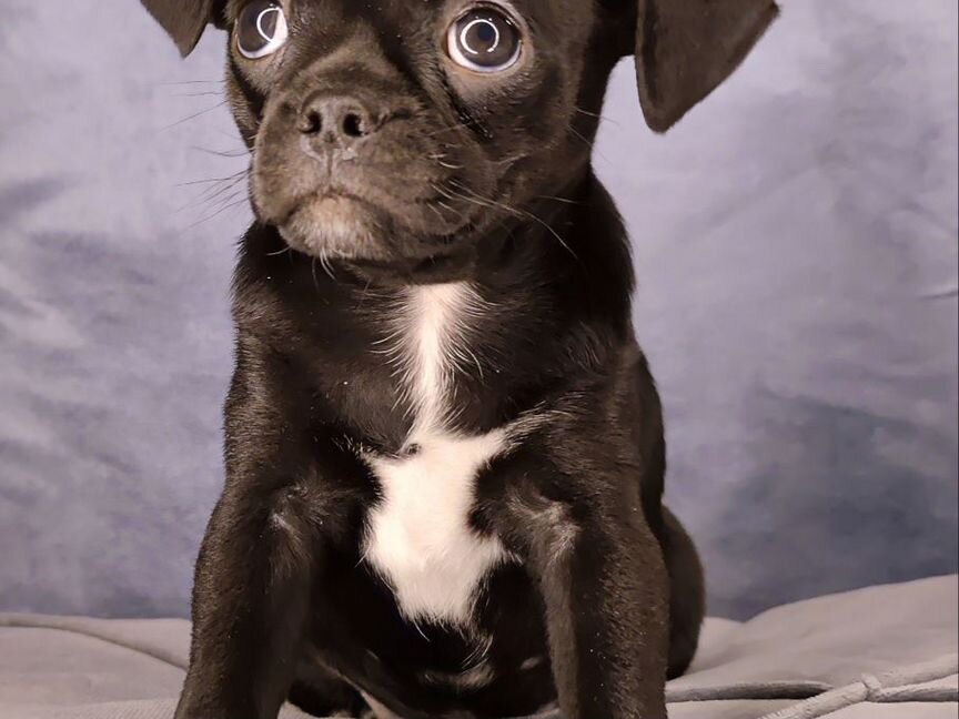 Щенок Чигри(Чихуахуа+Птибрабансон)