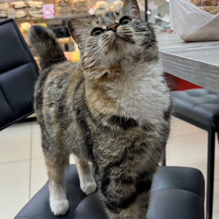 Кошечка умничка в добрые руки