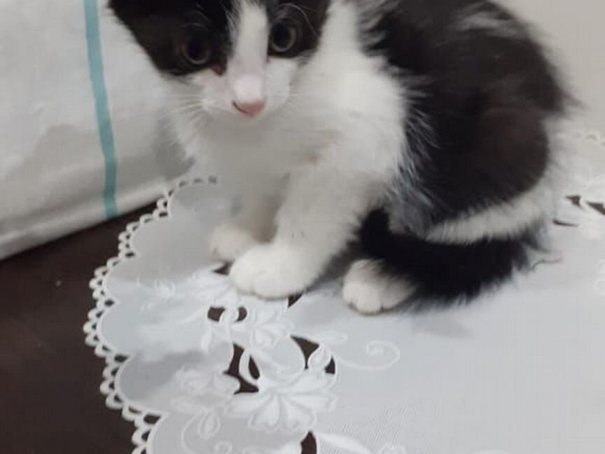 Котёнок Назар