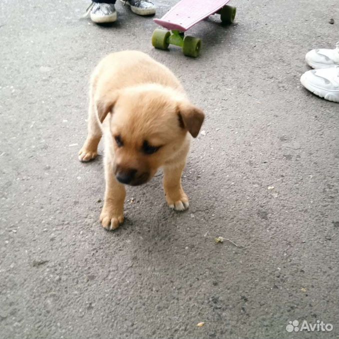 Кутенок-мальчик в дар