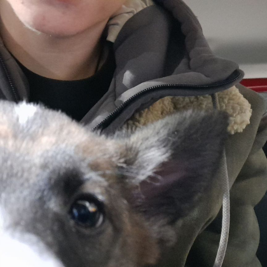 Щенок, кабель