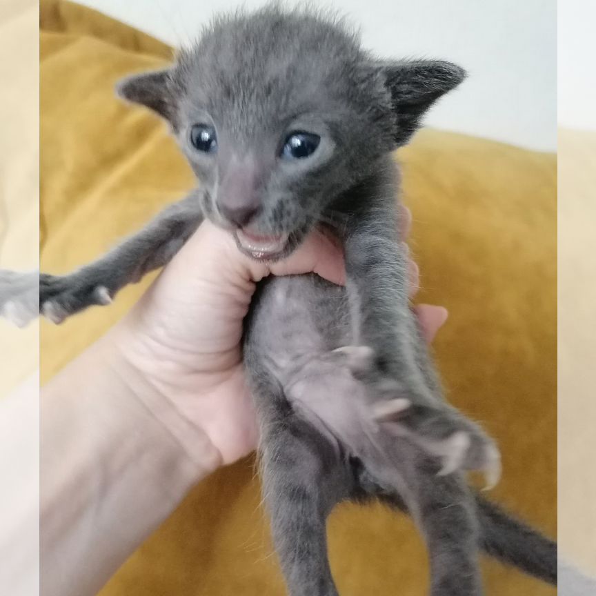 Ориентальный котёнок