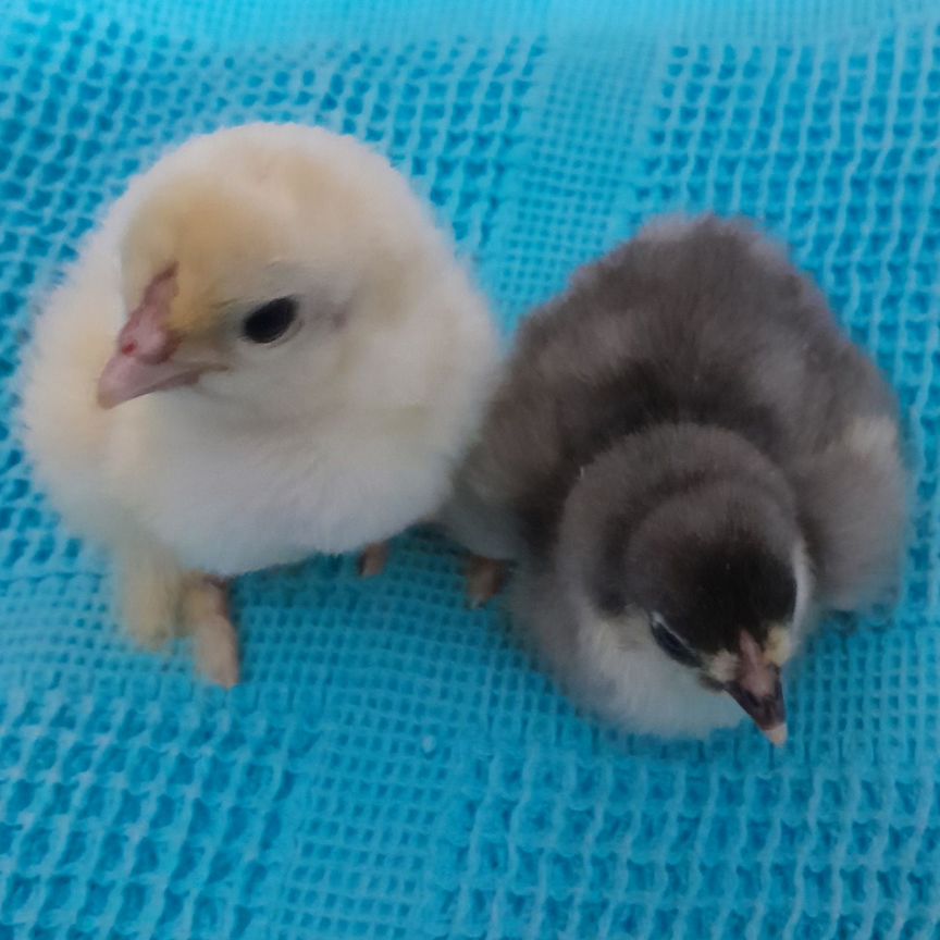 Цыпленок брама