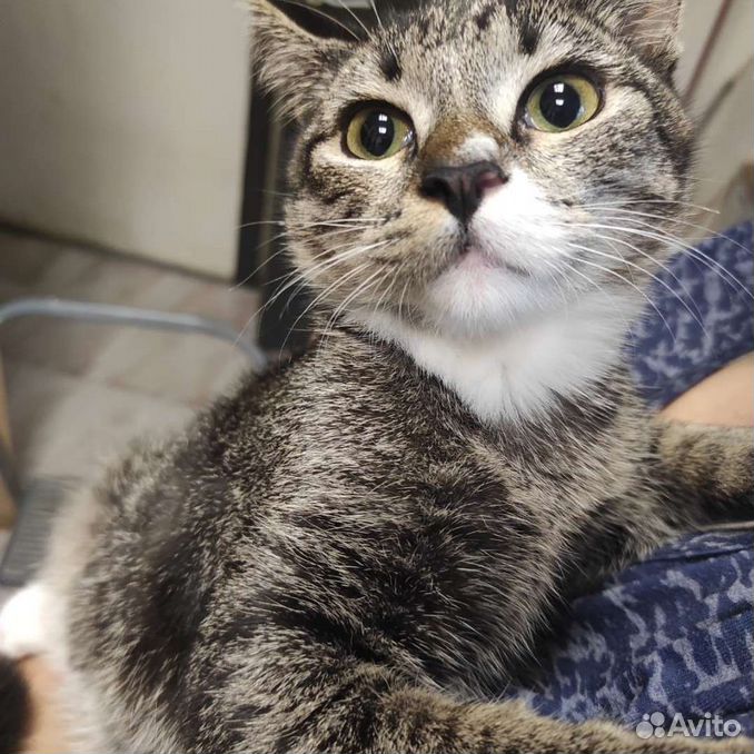 Стерилизованой молоденькой кошке нужен дом