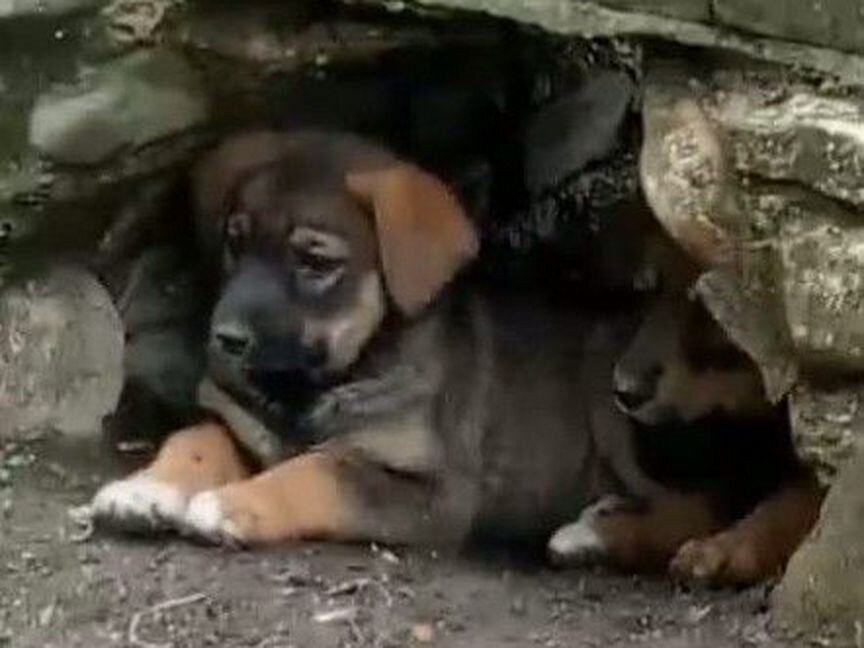 Щеночки для частного двора (мальчишки и девочки)