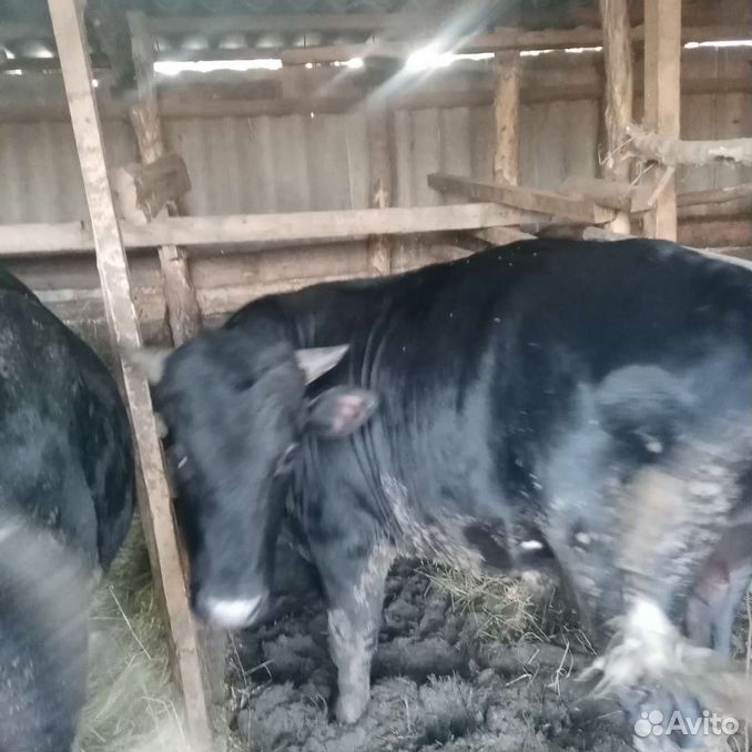 Быки на мясо, дорашивание.Через весы.Торга нет