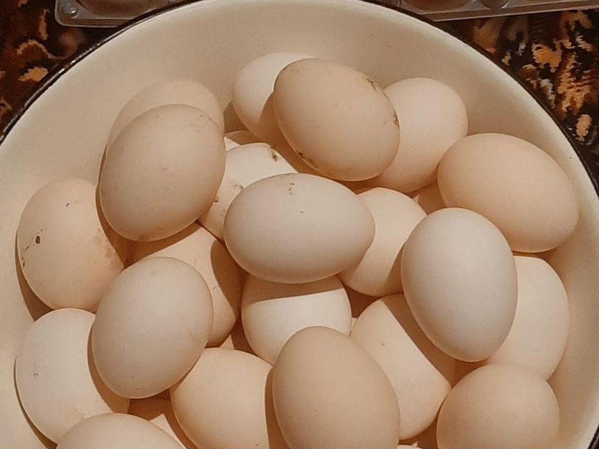 Инкубационное яйцо Леггорн