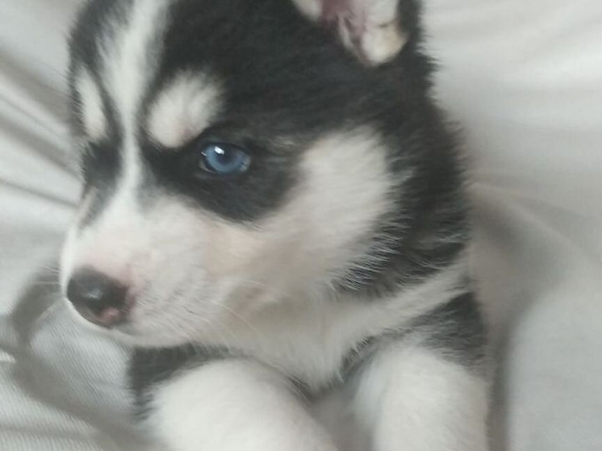 Сибирский хаски