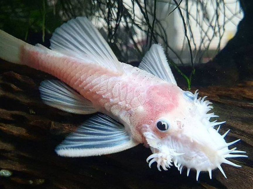 Номерные сомы: L144 Snow White (снежно-белый сом)