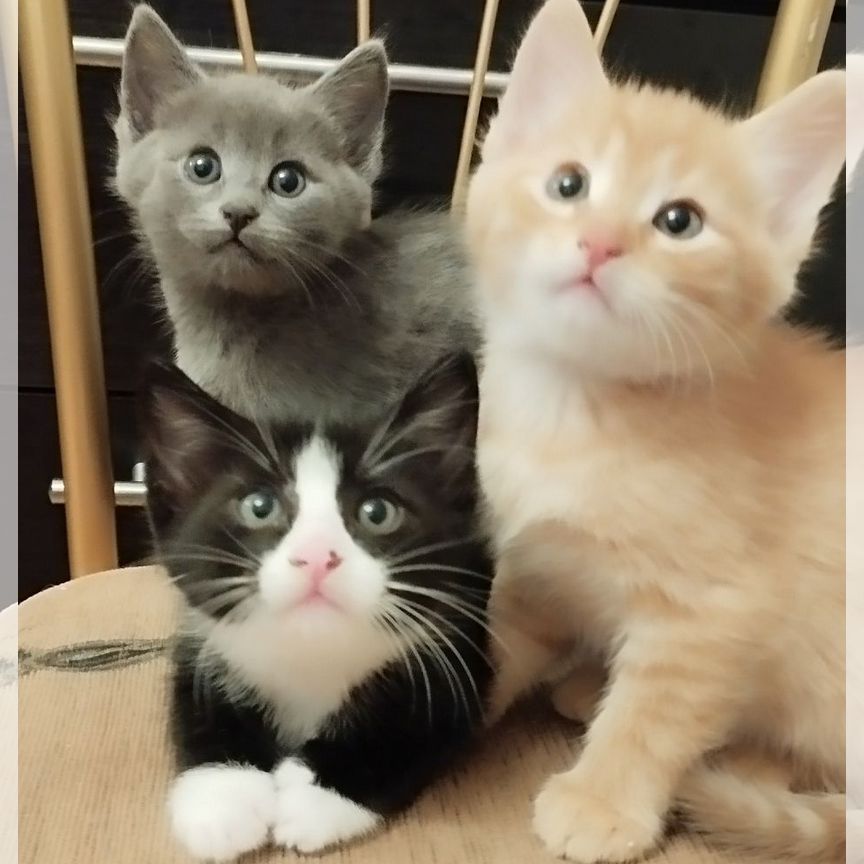 Котята в добрые руки приучены к лотку