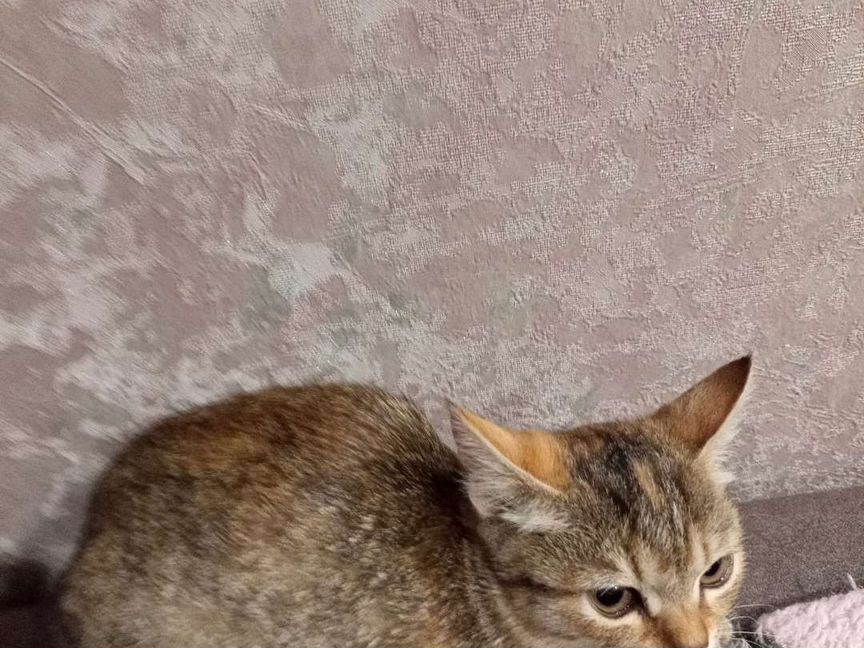 Котёнок-девочка в дар