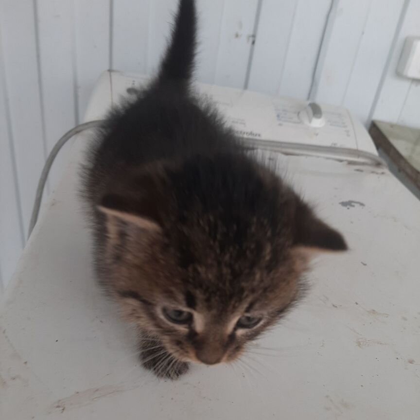 Кот котенок в добрые руки