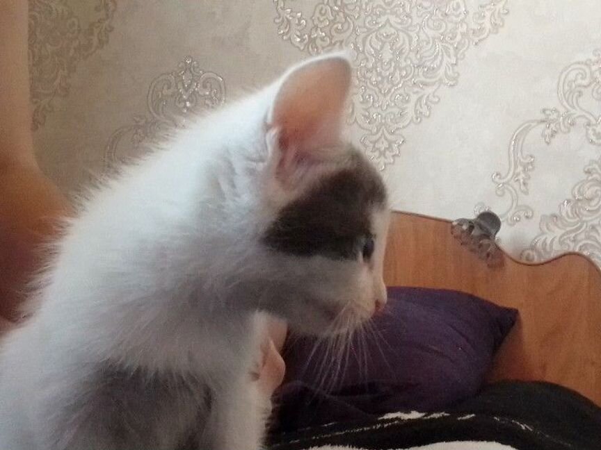 Кошка