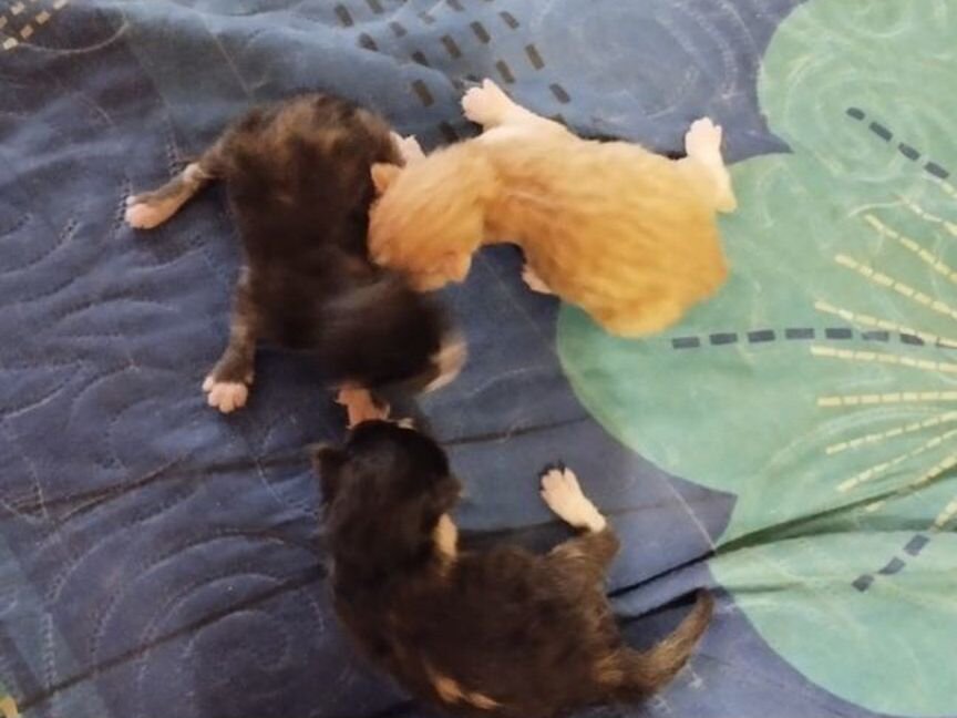 Котята