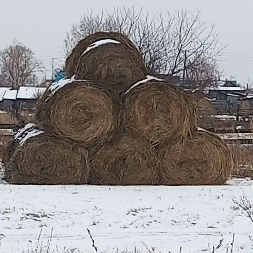 Сено в тюках разнотравье