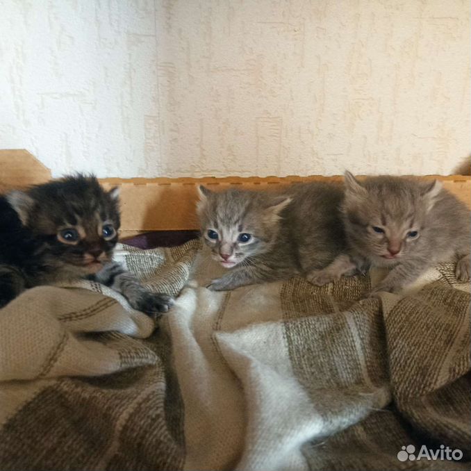 Котята чаузи F5B