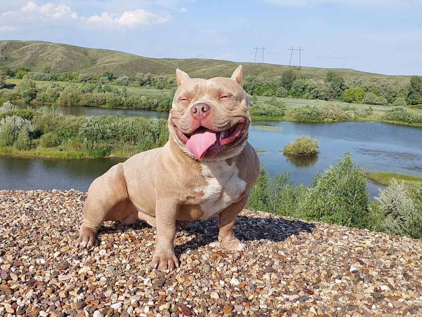 Американский Булли покет ищет даму сердца