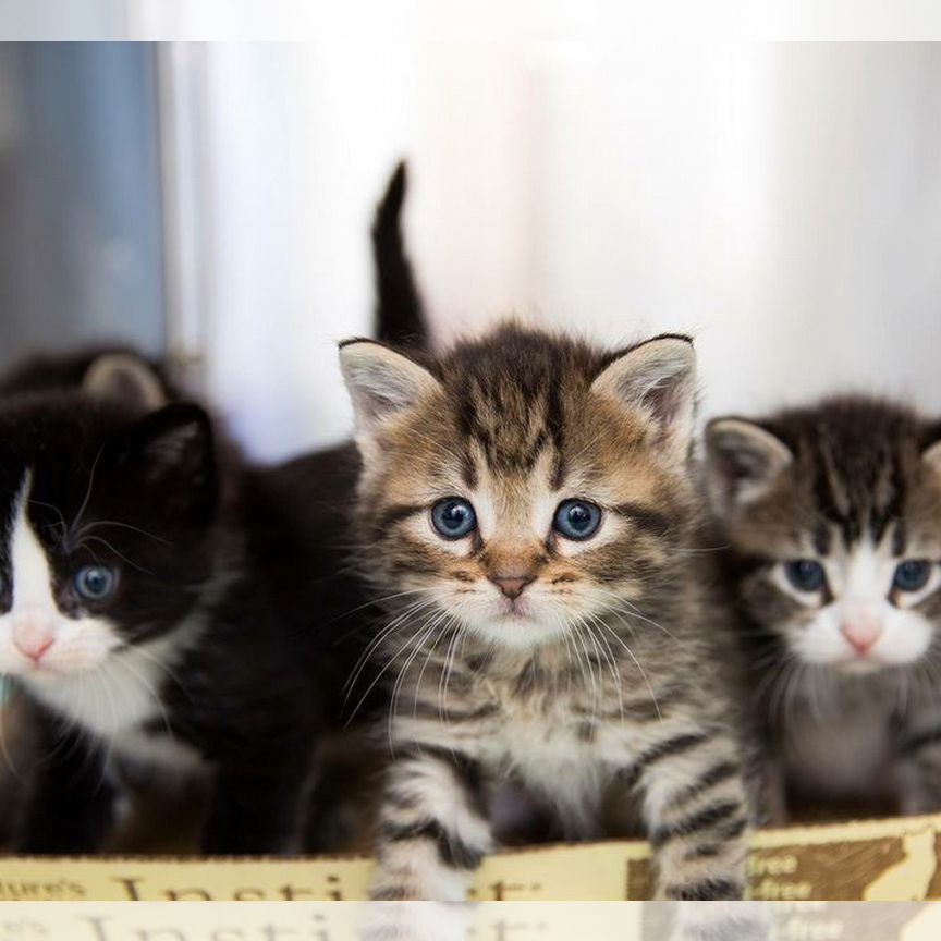 Котёнок от частного владельца