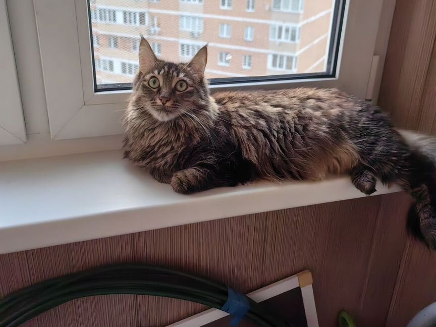 Кошка турецкая ангора