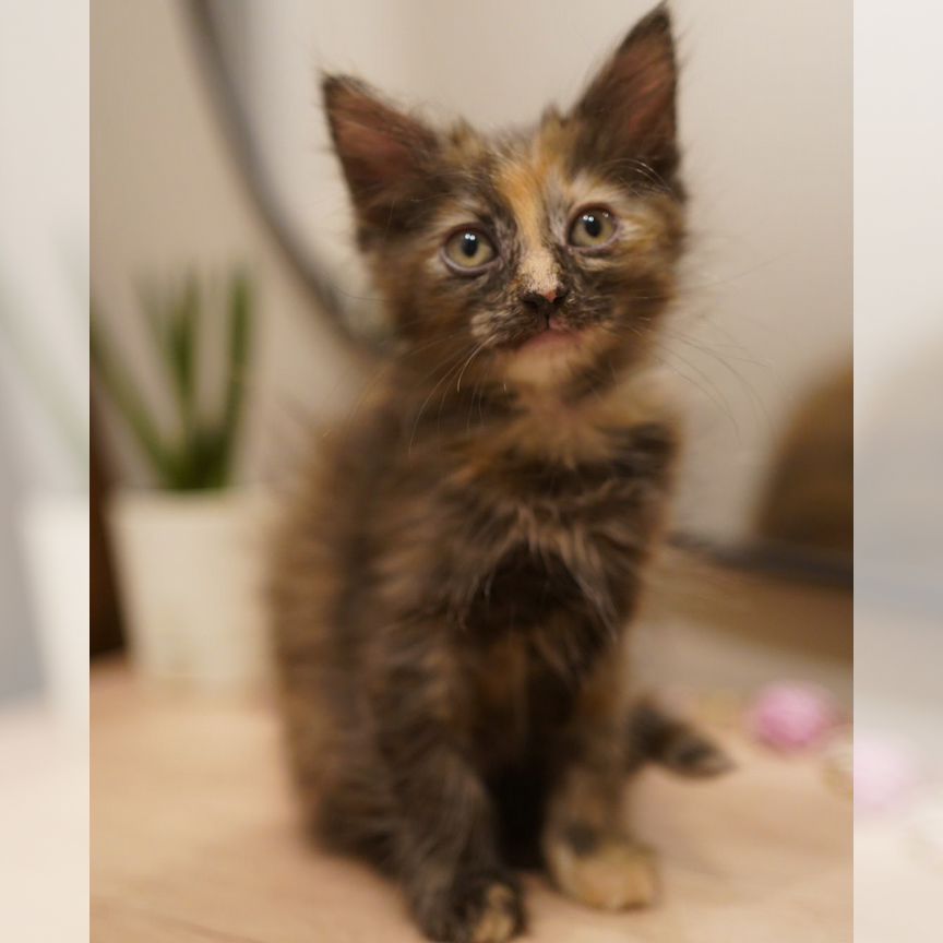 Котёнок в добрые руки