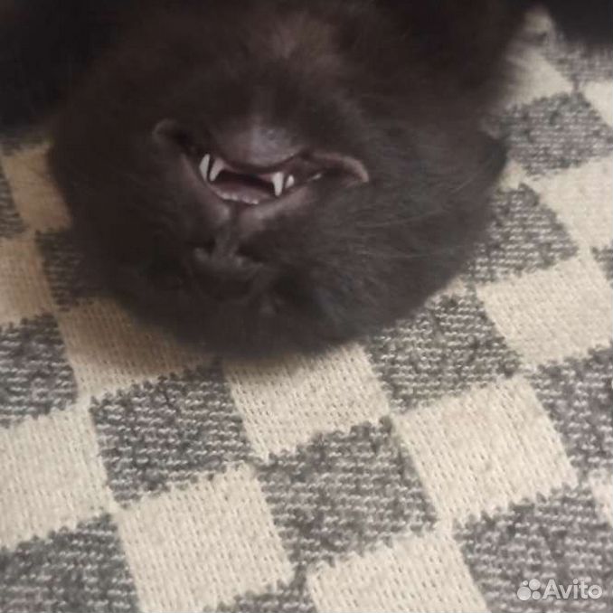 Чёрный котёнок