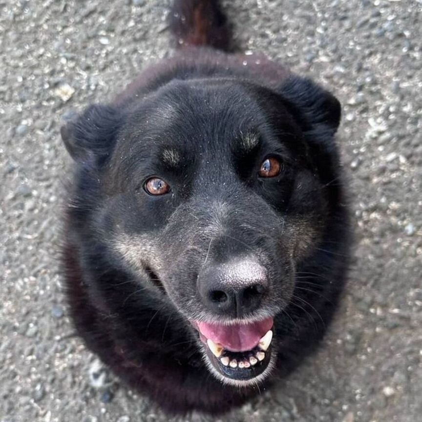 Невероятная плюшевая Муся ищет дом