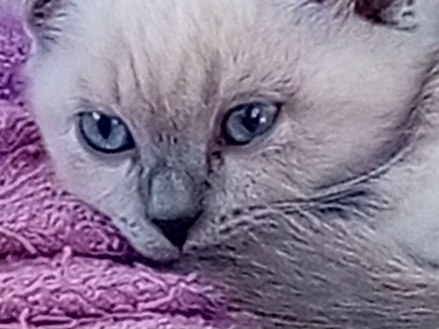 Шотландская вислоухая девочка