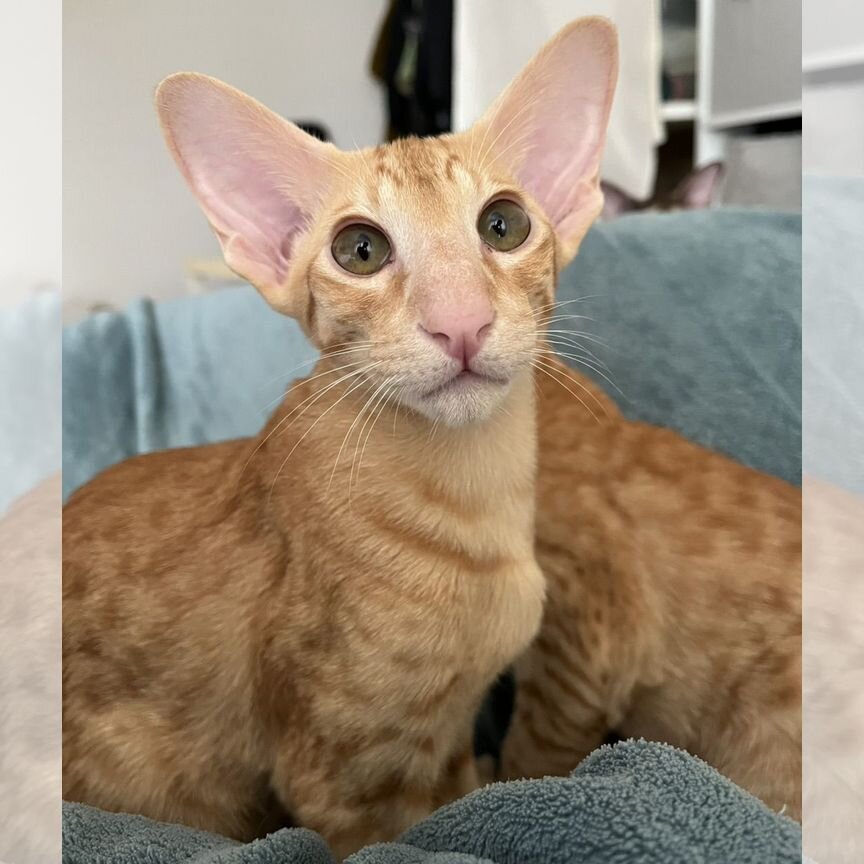 Ориентальный котёнок