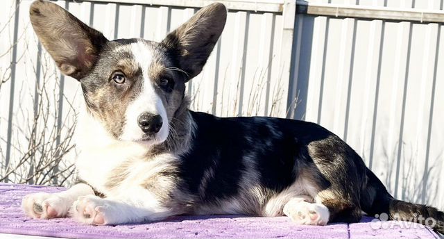 Корги мраморный мальчик