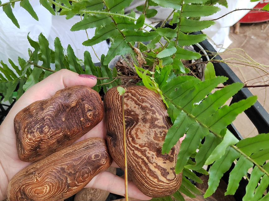 Фон наполнение для террариумов, флорариума