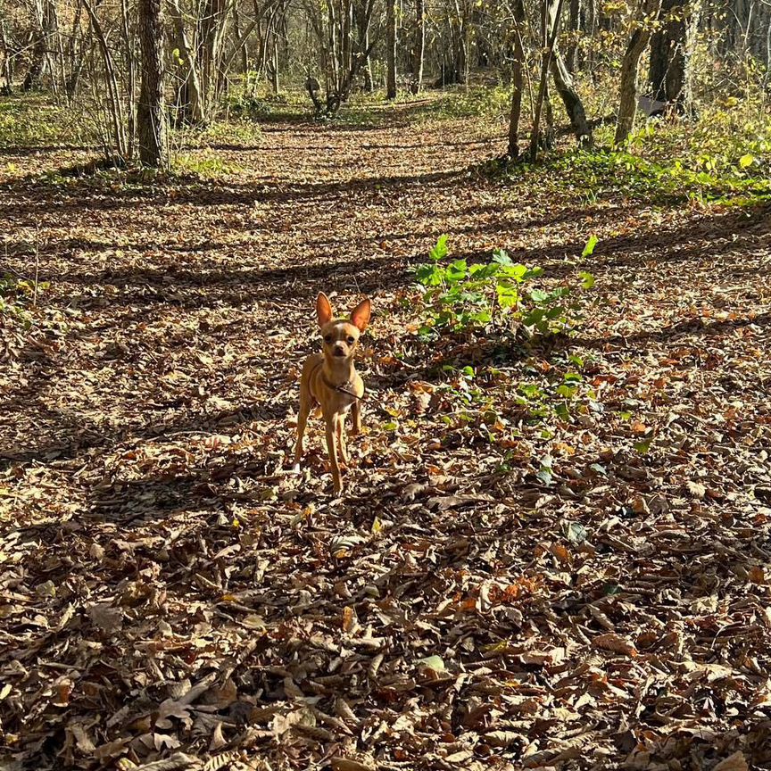 Жених в полном рассвете сил ищет даму сердца