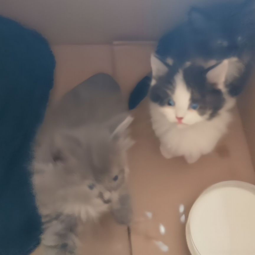 Русский голубой котёнок
