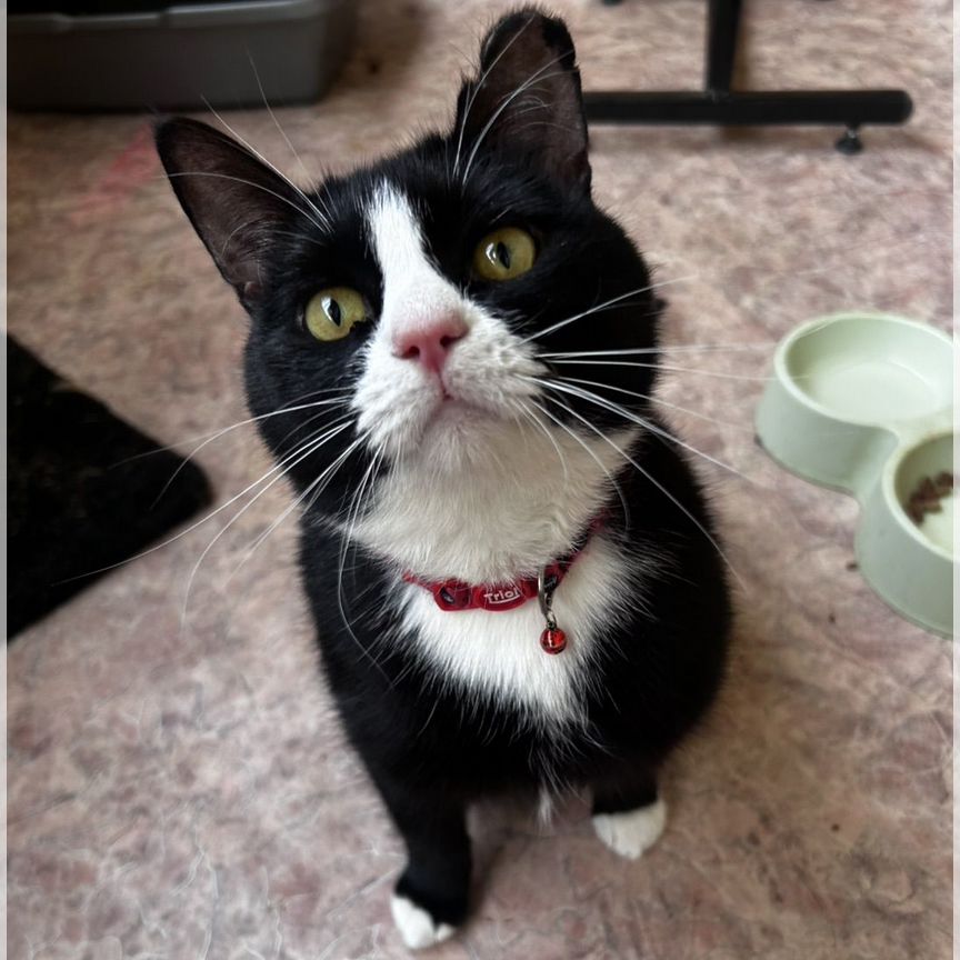 Взрослый кот в добрые руки