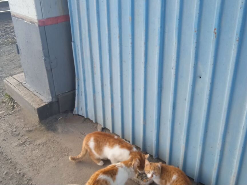 Кошки в добрые руки