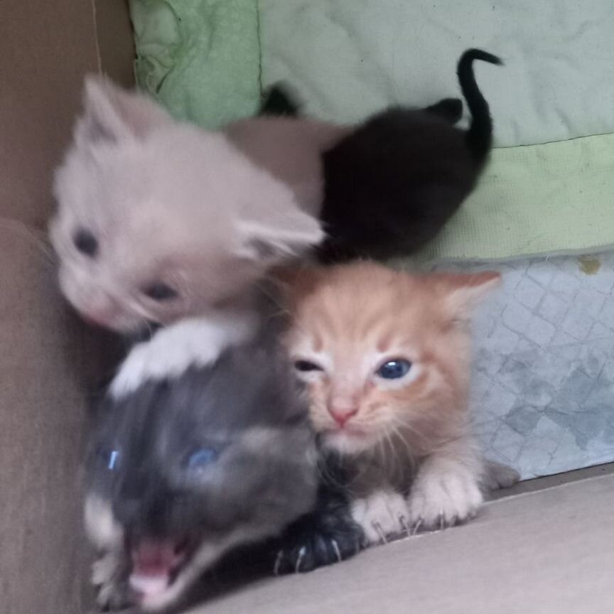 Котята в добрые руки бесплатно мальчик