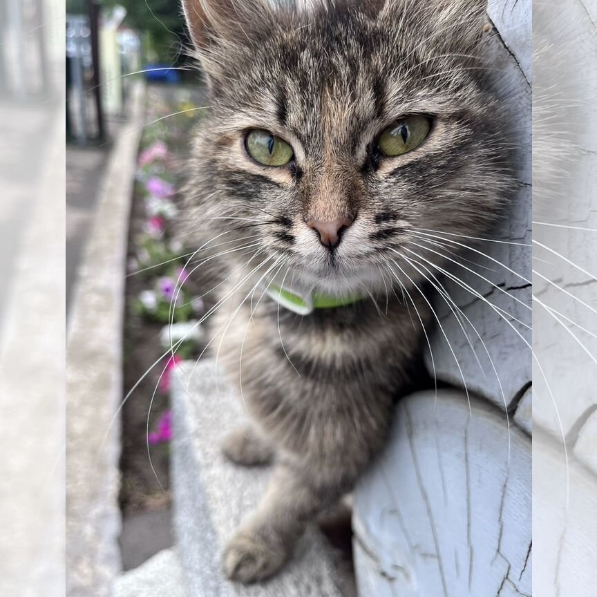 Кошка