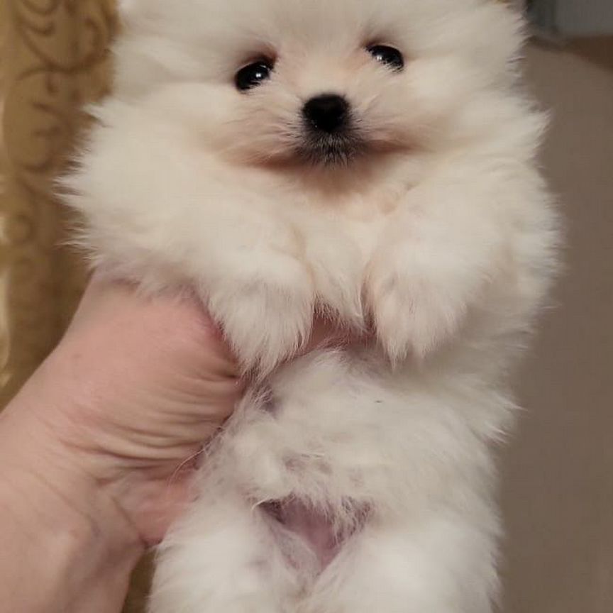 Померанский шпиц мини micro белый
