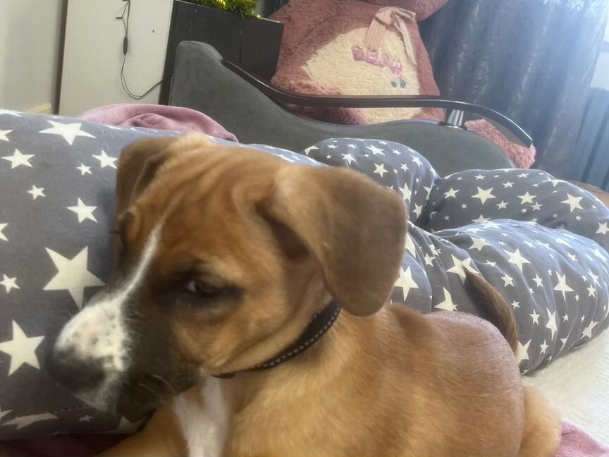 Стаффордширский терьер в добрые руки