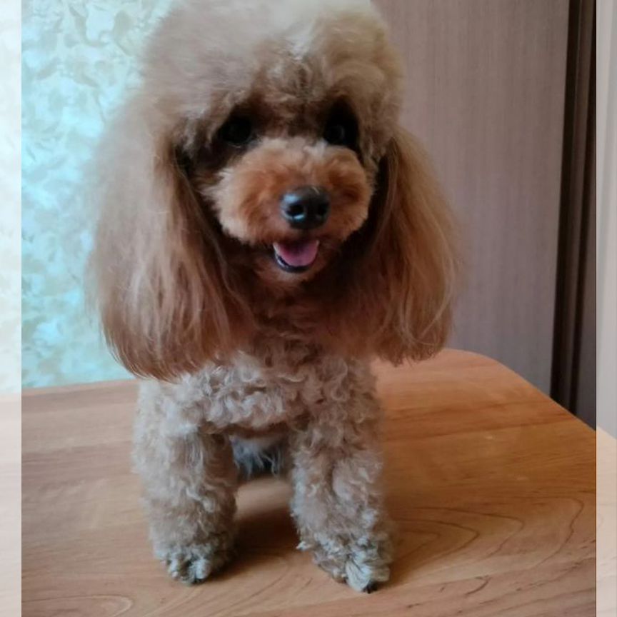 Пудель, щенок