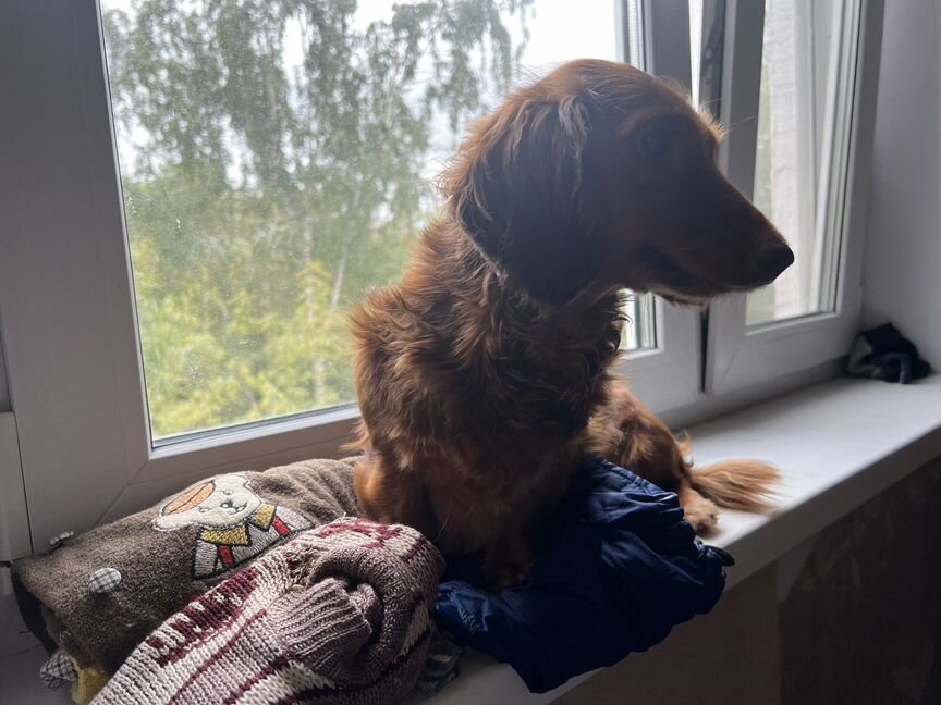 Комплект одежды для собаки (таксы)